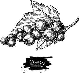 Black currant branch cartoon Royalty Free Vector Image