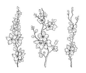 Sakura cherry blossom flower outline Royalty Free Vector