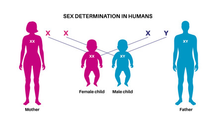 Sex determination in humans Royalty Free Vector Image