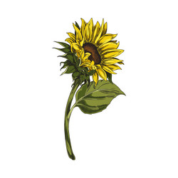 Sunflower Engraving Vector Images (over 1,200)
