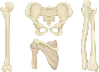 Bone and joints as parts of human skeleton Vector Image