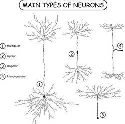 Different kinds neurons neuron types Royalty Free Vector