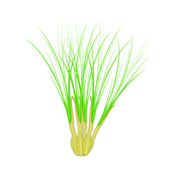 Citronella Vector Images (over 100)