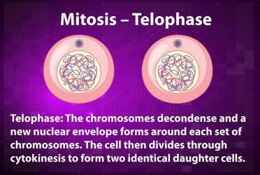 Process of mitosis metaphase with explanations Vector Image