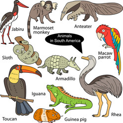 Jabiru Vector Images (61)