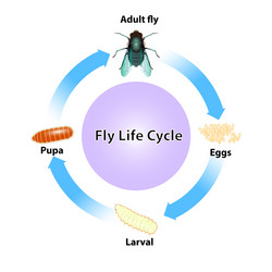 Diagram showing life cycle cockroach Royalty Free Vector
