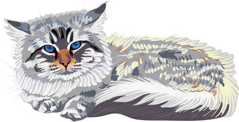 Siberian Cat Vector Images (over 1,600)