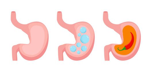 Human stomach empty and full stomach bloating Vector Image