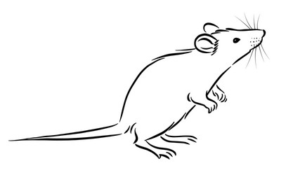 How To Draw A Mouse Standing Up