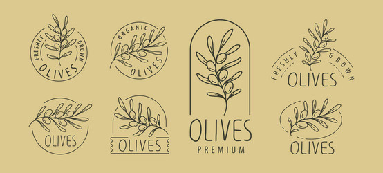 Modern labels graphic design with olives leaves Vector Image