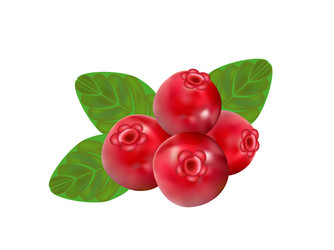 Cranberry isolated on white background Royalty Free Vector