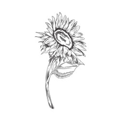 Sunflower Engraving Vector Images (over 1,000)