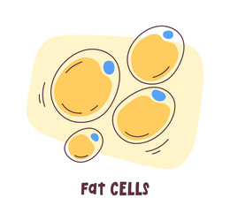 Blastocyst human cells Royalty Free Vector Image