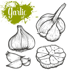 Garlic Vector Images (over 24,000)