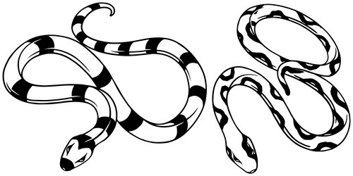 Stylized set snakes Royalty Free Vector Image - VectorStock