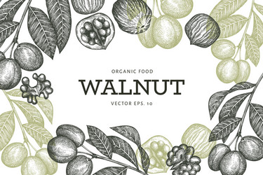 Hand drawn sketch walnut design template organic Vector Image