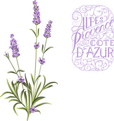 Lavender sign label Royalty Free Vector Image - VectorStock