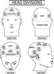 Man head divisions scheme Royalty Free Vector Image