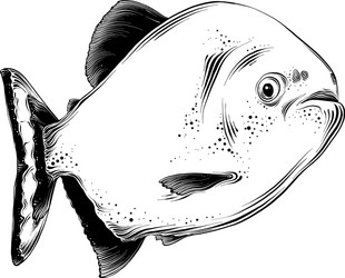 Fish Drawing Black and White Vector Images (over 44,000)