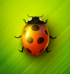 Ladybug Vector Images (over 22,000)