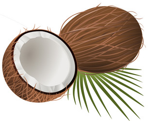 Coconut Royalty Free Vector Image - VectorStock