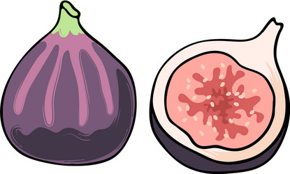 Fig Outline Vector Images (over 1,100)