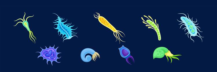 Pink plankton as water organism with tentacles Vector Image