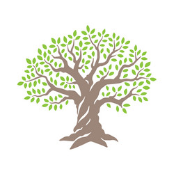 Olive or oak tree design template – Royalty-Free Vector | VectorStock