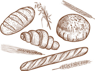 Fresh bread Royalty Free Vector Image - VectorStock