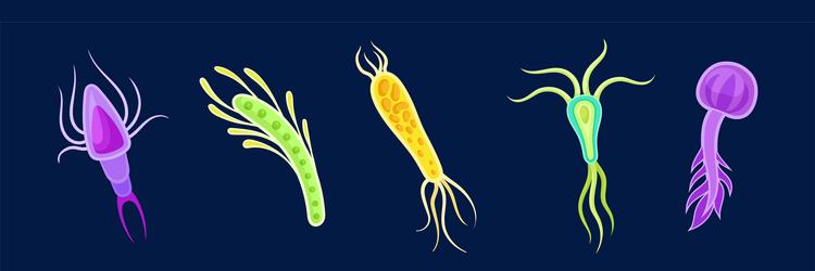 Pink plankton as water organism with tentacles Vector Image