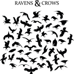 Ravens Vector Images (over 8,000)