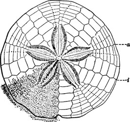 Sand Dollar Vector Images (over 2,900)