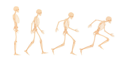 Running Skeleton Vector Images (over 370)