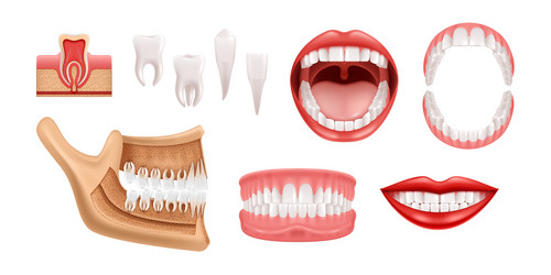 Human teeth chart Royalty Free Vector Image - VectorStock