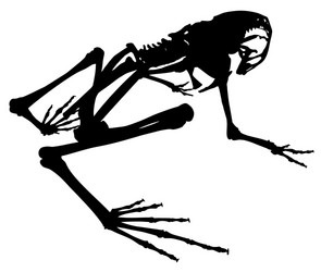 Frog Skeleton Vector Images (over 160)