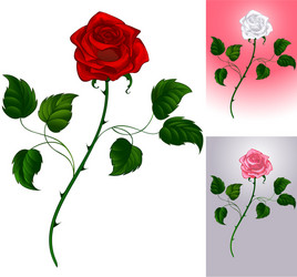 Red rose under the dome on white background Vector Image