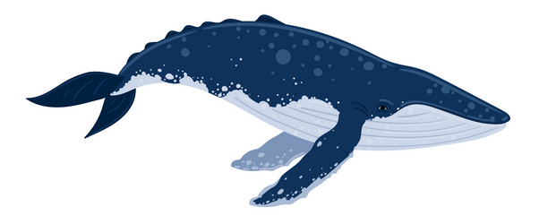 Gray Whale Cartoon Vector Images (over 160)