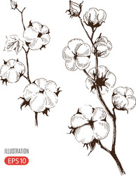 Hand drawn decorative cotton flowers Royalty Free Vector