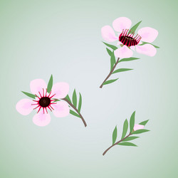 Manuka Flower Vector Images (72)
