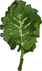 Kale hand draw sketch vegetable Royalty Free Vector Image
