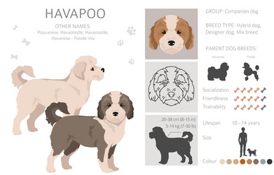 Havapoo clipart havanese poodle mix different Vector Image
