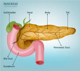 Pancreas Vector Images (over 6,300)