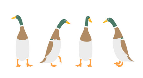 Indian runner ducks Royalty Free Vector Image - VectorStock