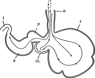 Ruminant Vector Images (over 1,100)
