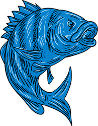 Sheepshead Vector Images (22)