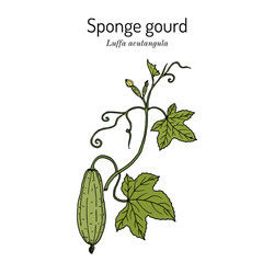 Sponge Gourd Vector Images (46)