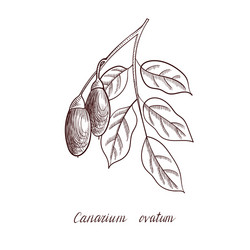 Pili nut icon cartoon style Royalty Free Vector Image