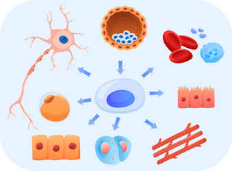 Human cells diagram set Royalty Free Vector Image