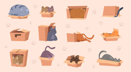 Cute cat inside box funny kitty sitting Royalty Free Vector