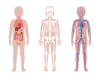 Scientific medical human body systems Royalty Free Vector